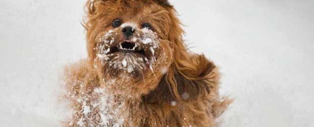 Chewbacca Is Real!!! – HowToBeADad.com